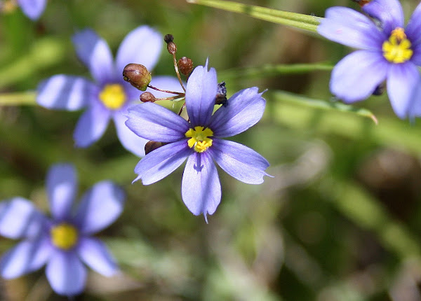 Blue-eyed grass | Project Noah