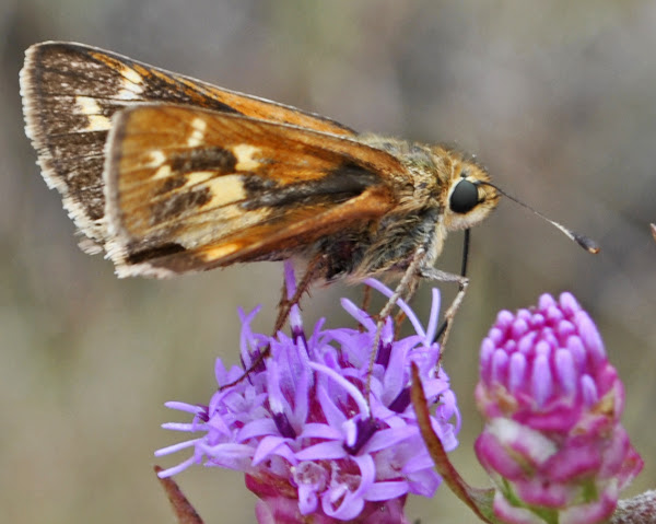 Leonard's Skipper | Project Noah