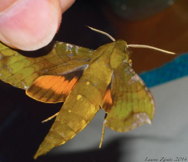 Pluto Sphinx Moth | Project Noah