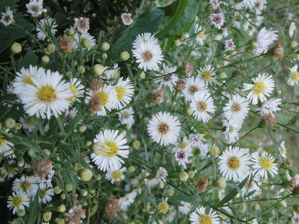 Daisy fleabane | Project Noah