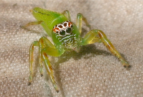 Mopsus Mormon Jumping Spider | Project Noah