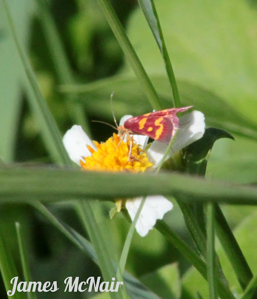 Coffee Loving Pyrausta Moth | Project Noah