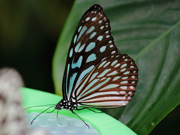 Ceylon Blue Glassy Tiger | Project Noah