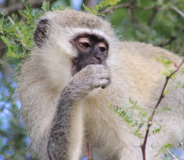Vervet Monkey | Project Noah