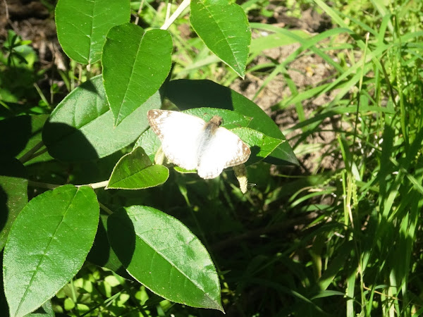 Laviana White-skipper | Project Noah