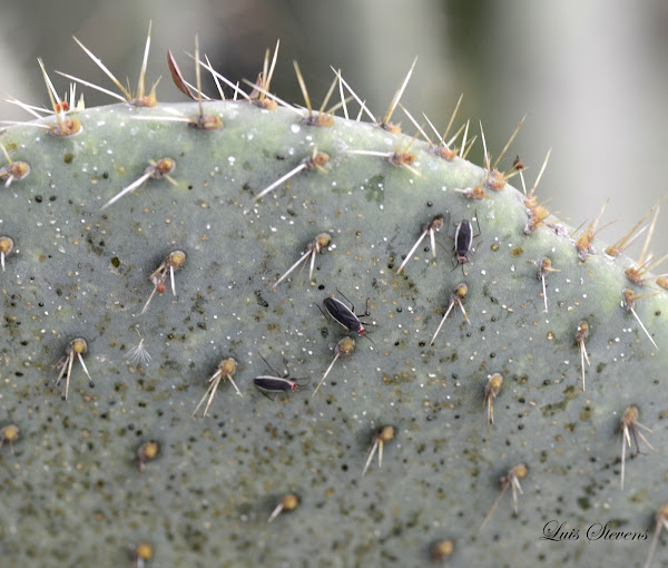 Cactus Bordered Plant Bug | Project Noah