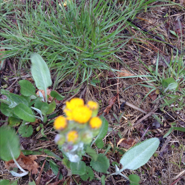 (Golden) Tansy Ragwort | Project Noah