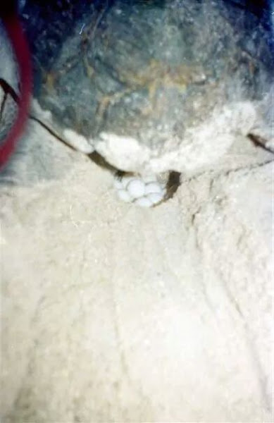 Loggerhead Turtle | Project Noah