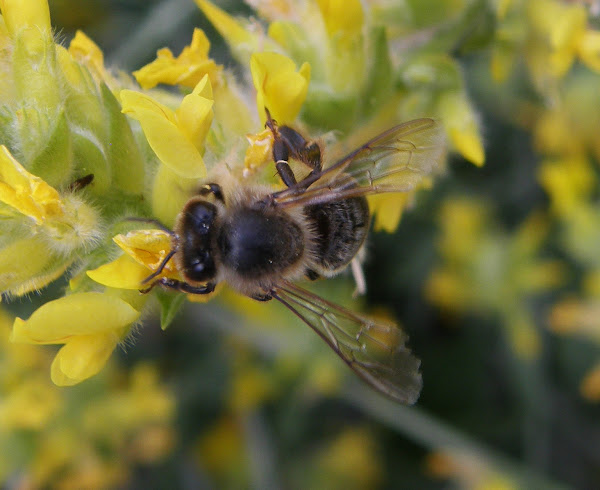 Abeja ibérica | Project Noah