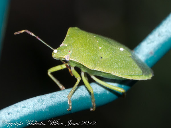 Southern Green Stink Bug | Project Noah