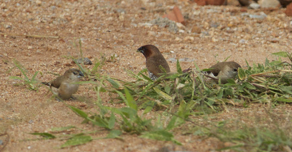 Scaly-breasted Munia (female or immature) | Project Noah