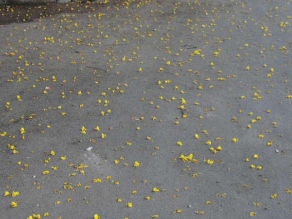 पीला गुलमोहर Yellow Flame Tree | Project Noah