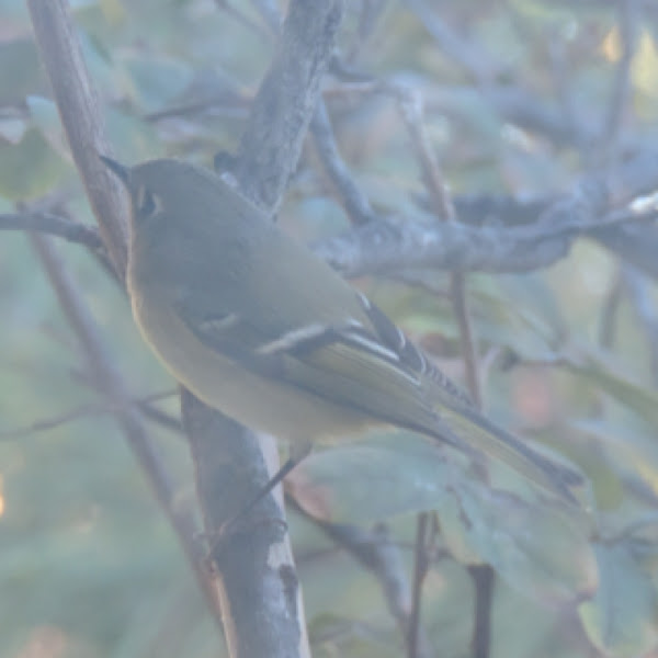 Ruby-crowned Kinglet | Project Noah