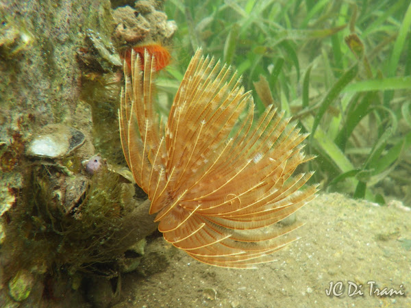 Magnifficent Feather Duster | Project Noah