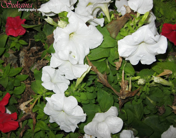 Petunia | Project Noah