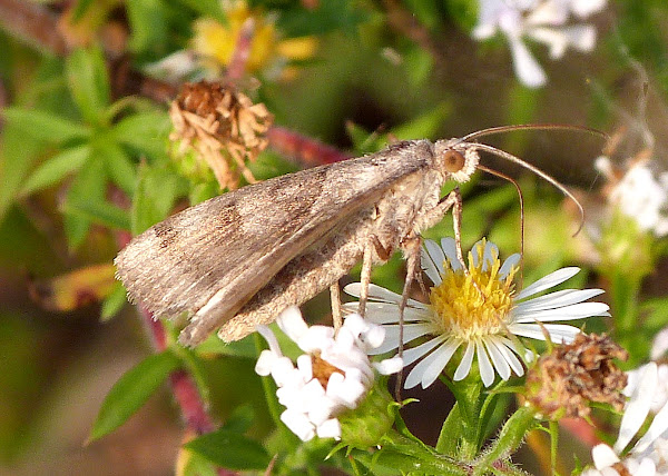 Clover Looper Moth | Project Noah