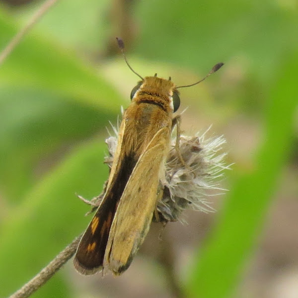 Skipper | Project Noah