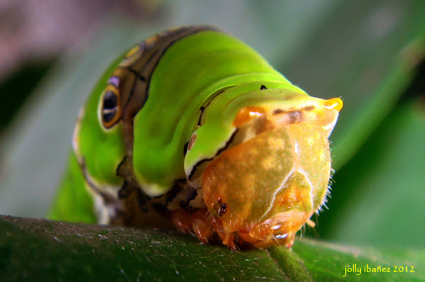Common Lime Butterfly Larva | Project Noah