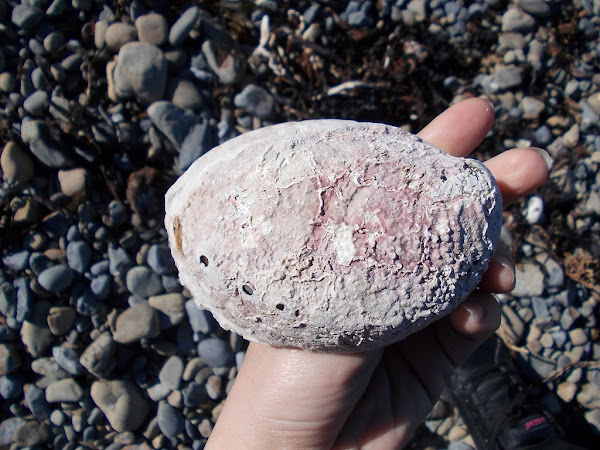 Paua shells | Project Noah