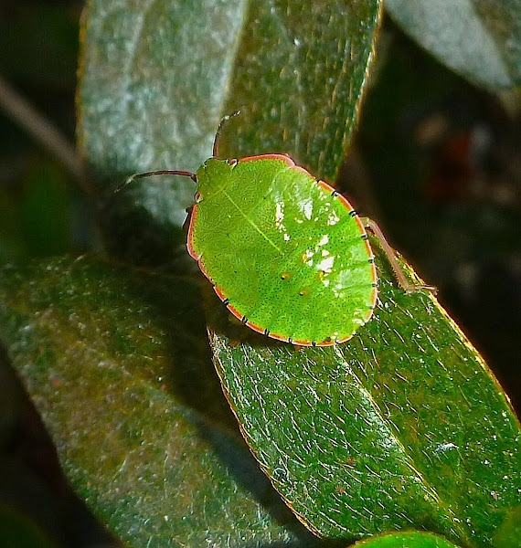 Stink Bug Nymph on Azalea | Project Noah