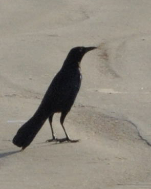 American Crow | Project Noah