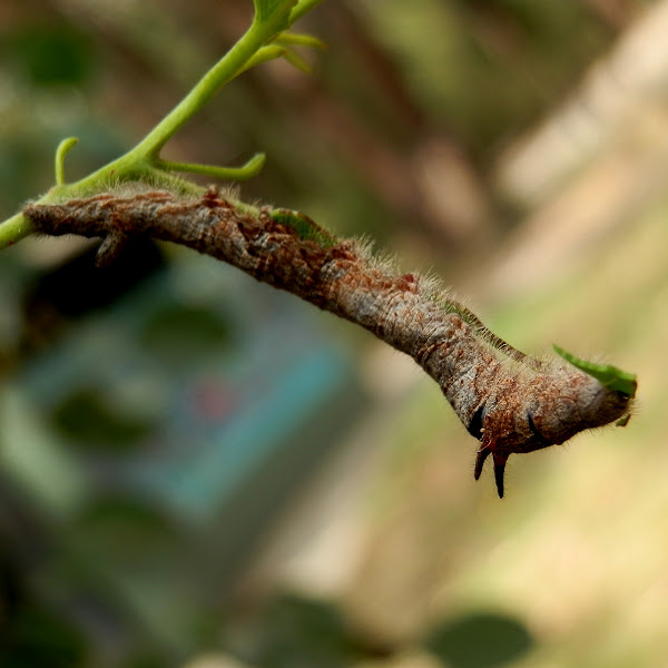 Gum Snout Moth Caterpillar | Project Noah