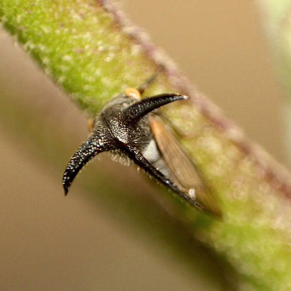 Thorn Mimic Treehopper | Project Noah