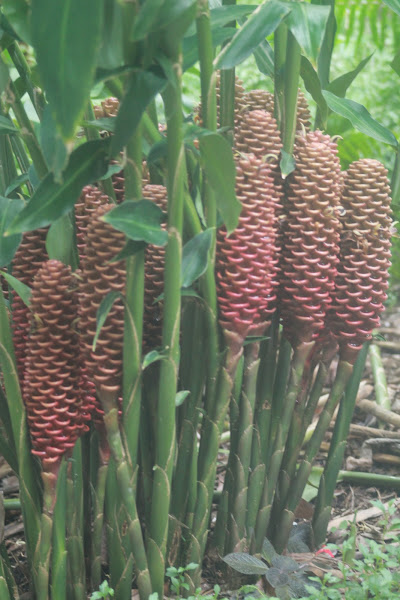 Behive ginger | Project Noah