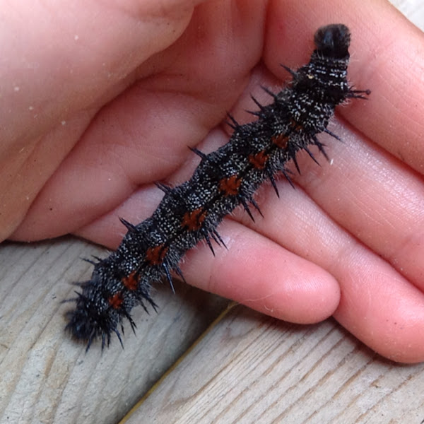 Morning cloak butterfly caterpillar or Spiny elm caterpillar | Project Noah