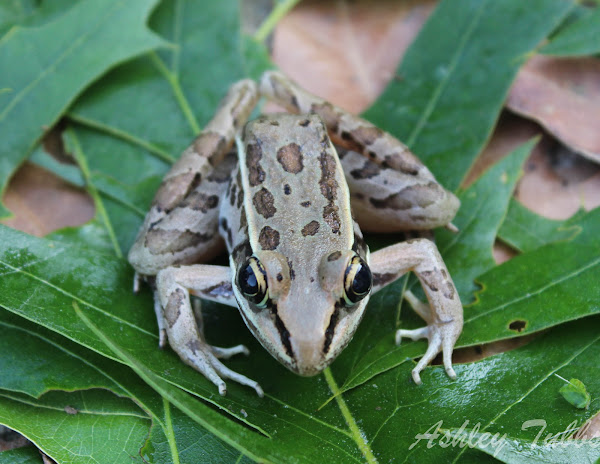 Pickerel Frog | Project Noah