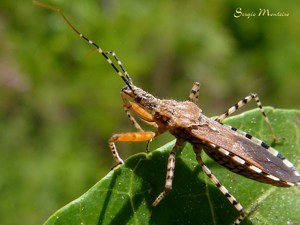 Assassin bug | Project Noah