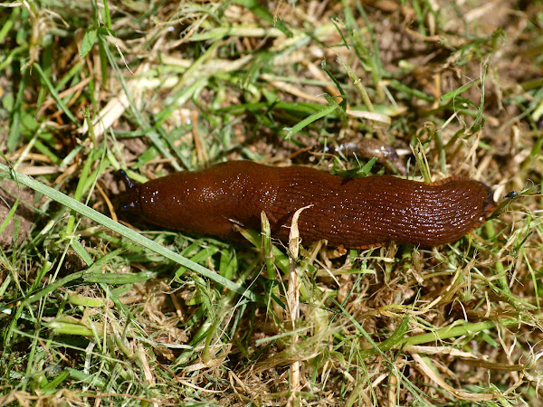 red slug | Project Noah