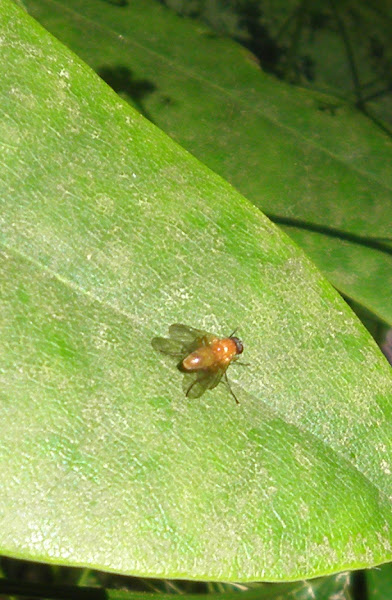 red fly | Project Noah