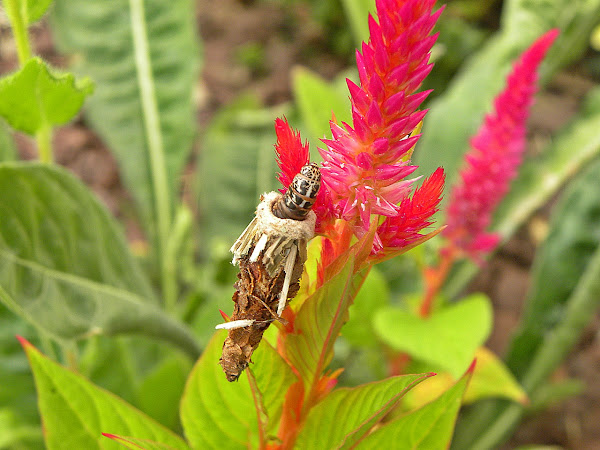 Bagworm Moth larva | Project Noah