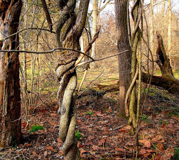 Unknown tree | Project Noah