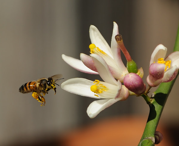 Honeybee | Project Noah