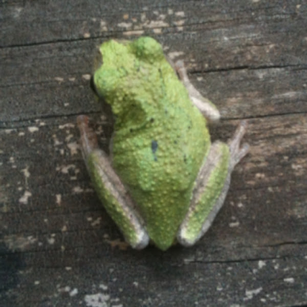 Gray treefrog complex | Project Noah