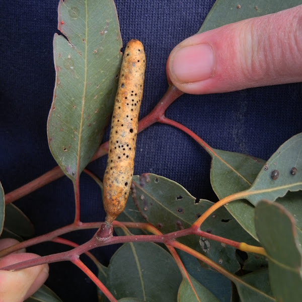Eucalyptus stem gall-wasp gall | Project Noah