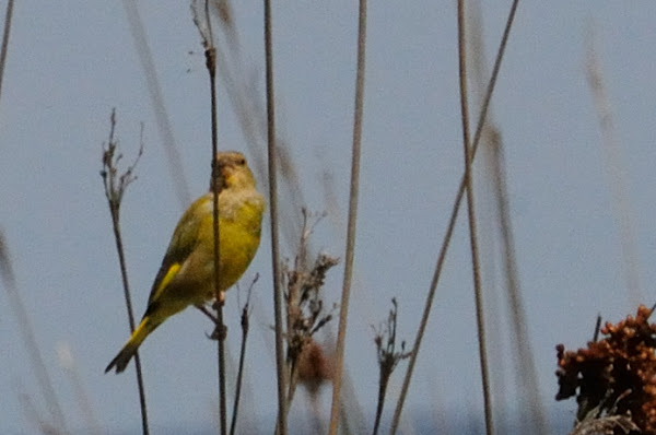 Greenfinch; Verderón Común | Project Noah