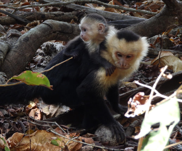 White-headed capuchin monkey | Project Noah