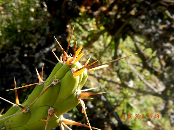 Cactus | Project Noah