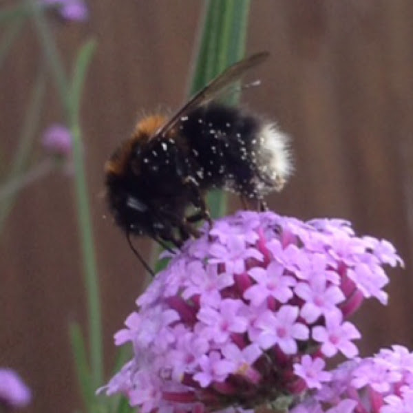 Tree bumblebee | Project Noah