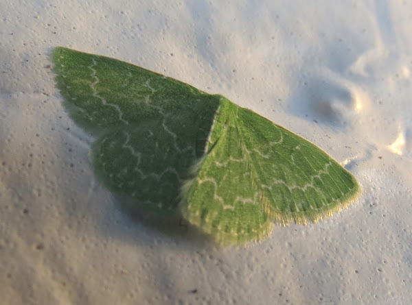 Southern emerald moth | Project Noah