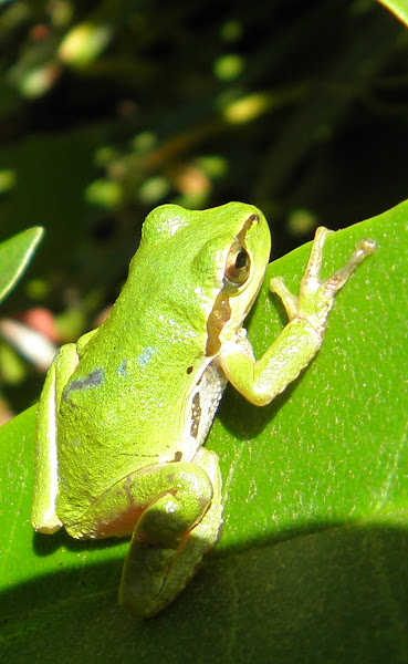 pacific tree frog | Project Noah
