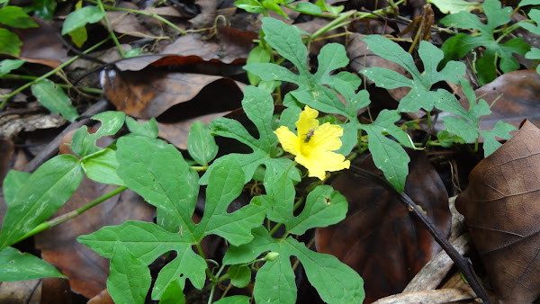 Bitter melon | Project Noah