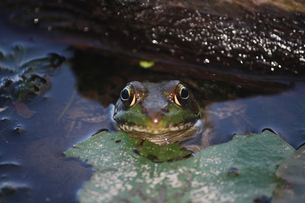 Green Frog | Project Noah