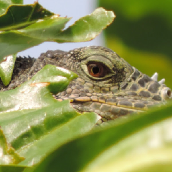 Green Iguana | Project Noah