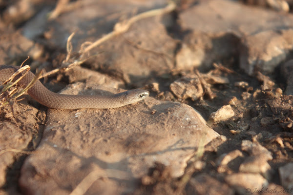 Rough Earth Snake | Project Noah