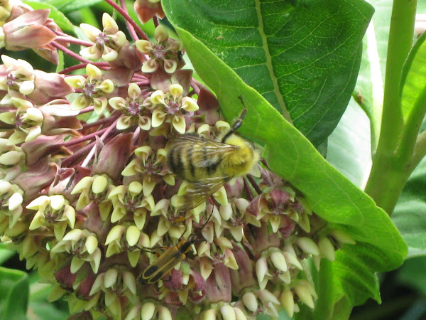 Two-spotted Bumble Bee | Project Noah