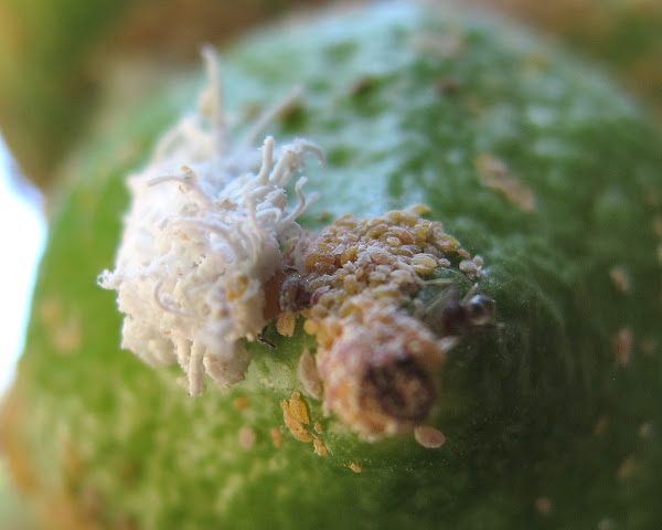 Mealybug Destroyer | Project Noah